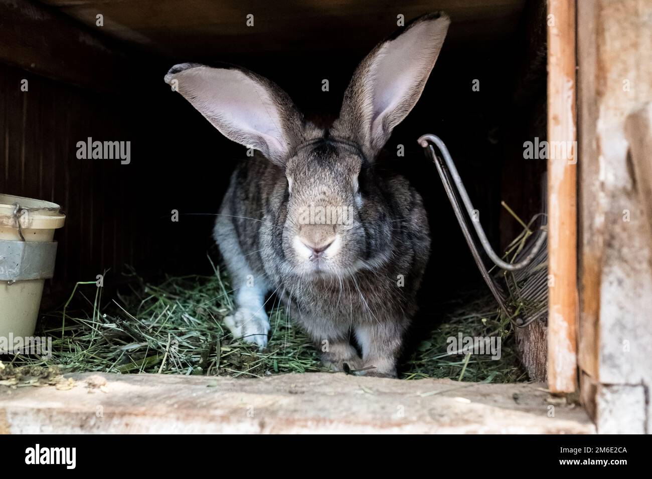 Growing animals hi-res stock photography and images - Alamy