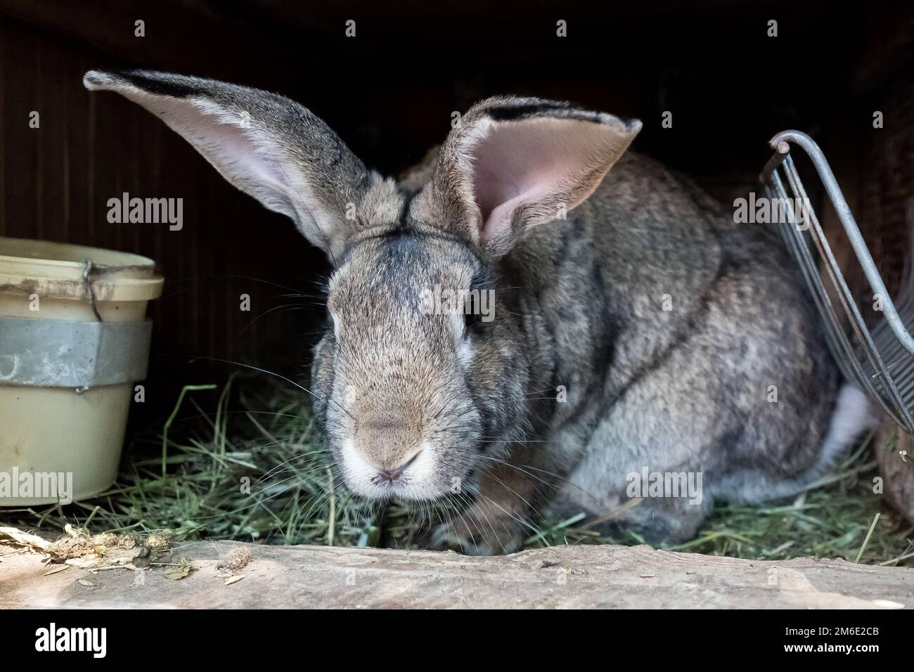 Domestic rabbit in a wooden cage. Growing animals in the garden Stock ...