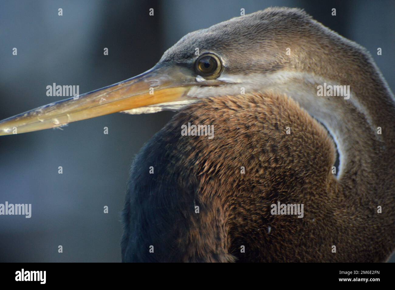 Asia heron hi-res stock photography and images - Alamy