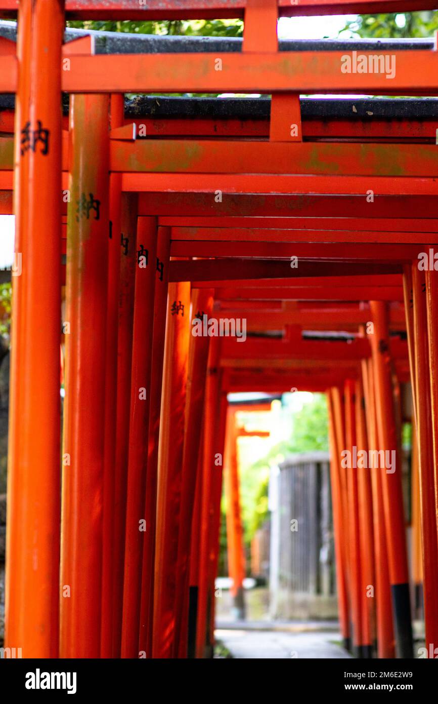 Tokyo, Japan - 9 8 2019: The rows of red 'torii' archways in Nezu ...