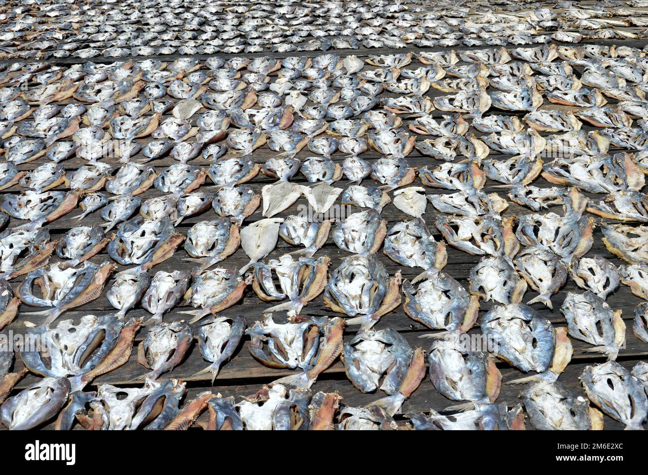 Fishs fin hi-res stock photography and images - Alamy