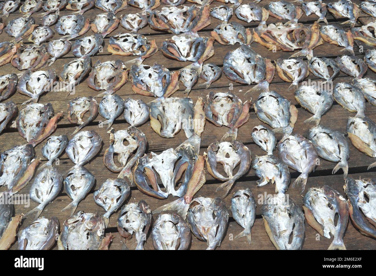 Fishs fin hi-res stock photography and images - Alamy