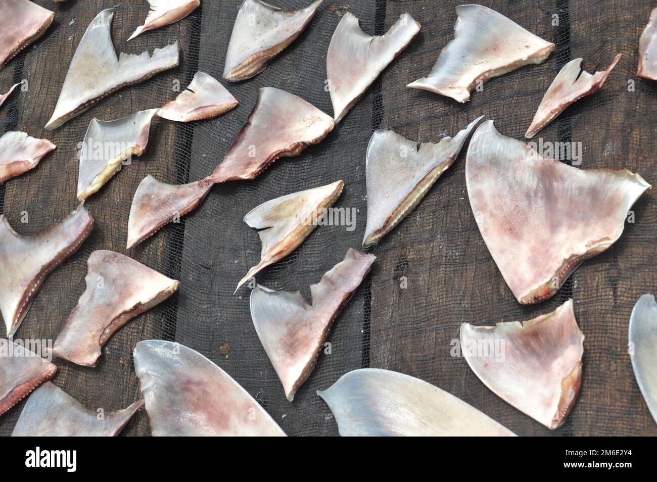 Fishs fin hi-res stock photography and images - Alamy