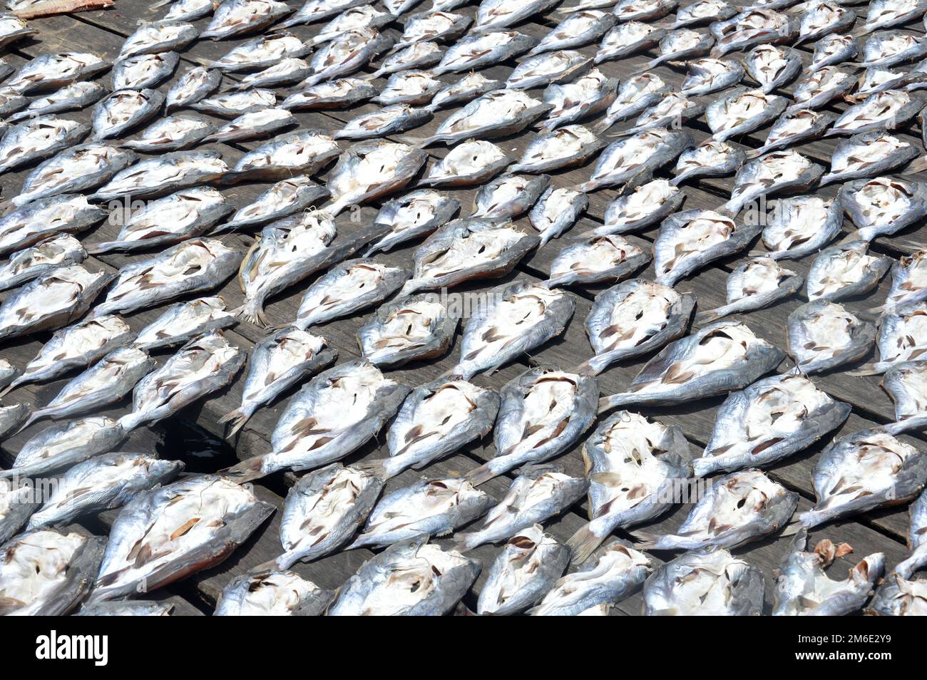 Fishs fin hi-res stock photography and images - Alamy