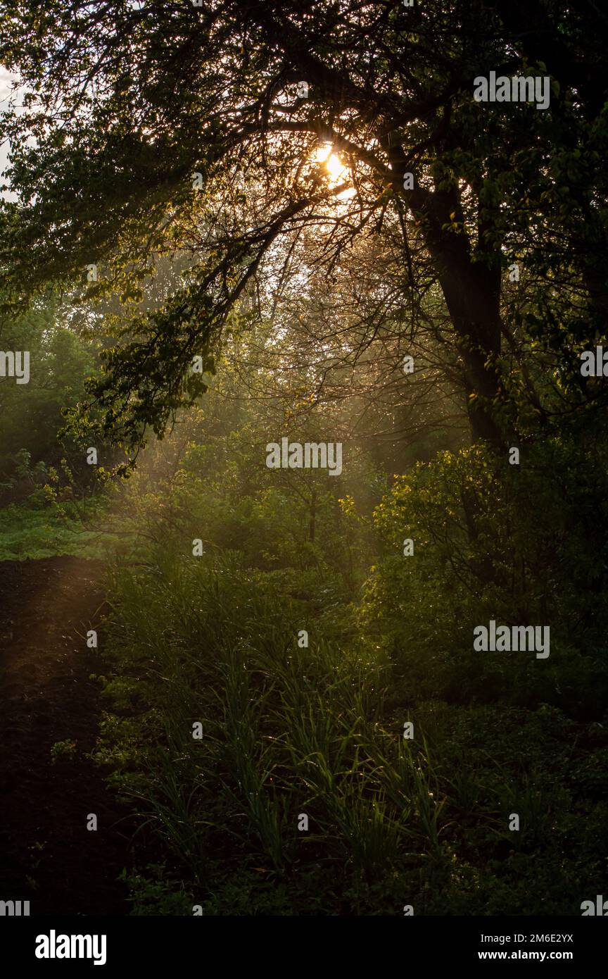 Sun breaks through the leaves of a tree, freshness of spring or summer ...