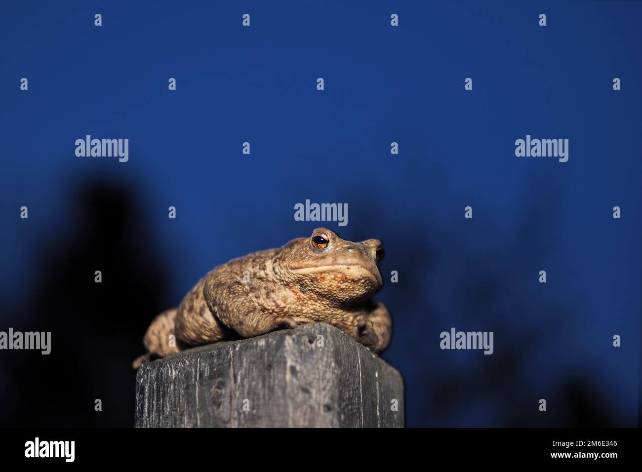 Common toad european hi-res stock photography and images - Alamy