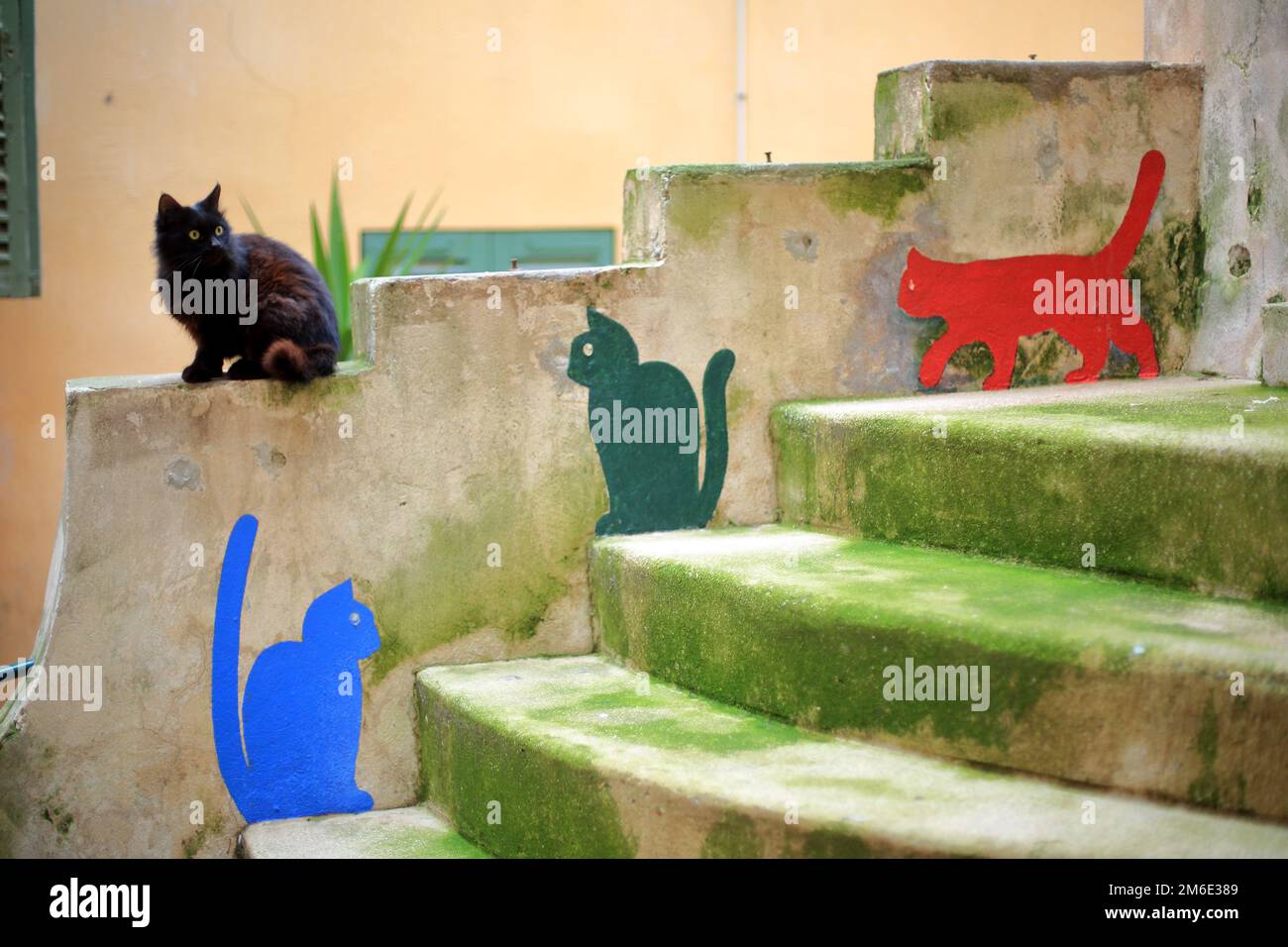 Black cat, Grasse, Parc naturel des Prealpes d'Azur, Alpes Maritimes ...