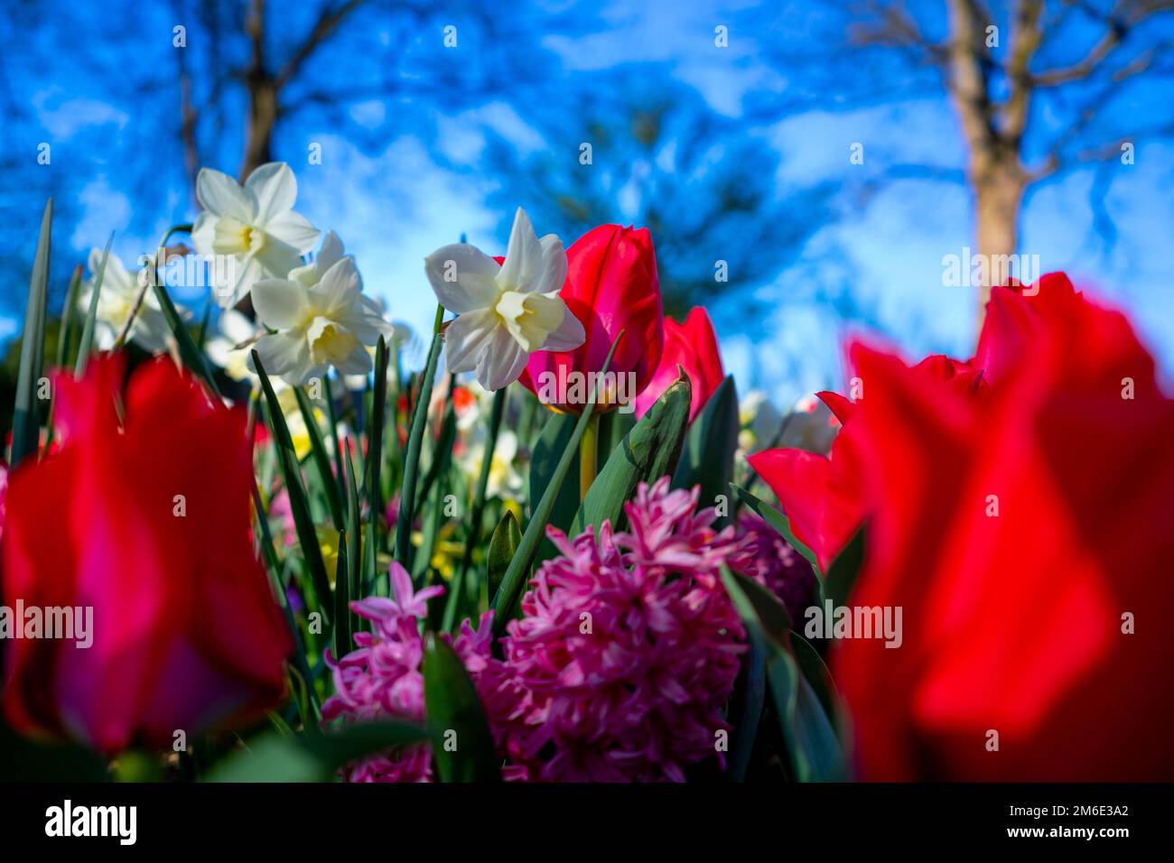 Colorful flowers taken in a low angle position Stock Photo - Alamy