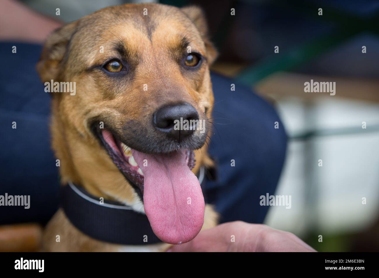 The school master hi-res stock photography and images - Alamy