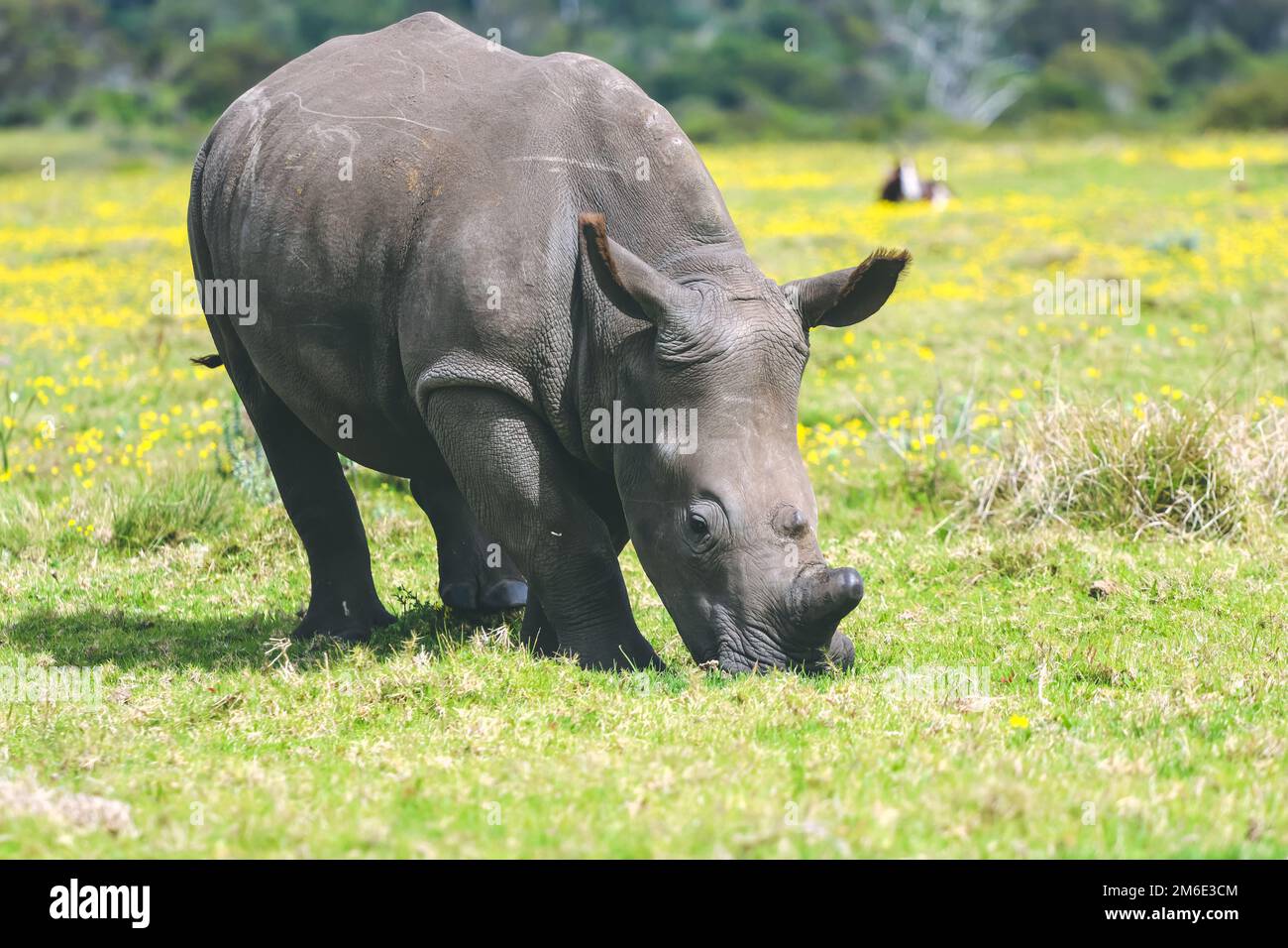 Rhino in the bush hi-res stock photography and images - Alamy
