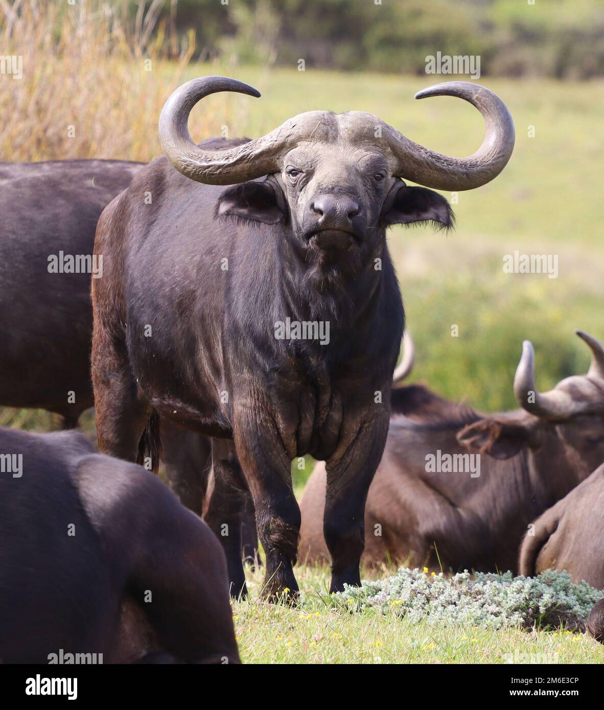 Buffalo in south africa Stock Photo - Alamy