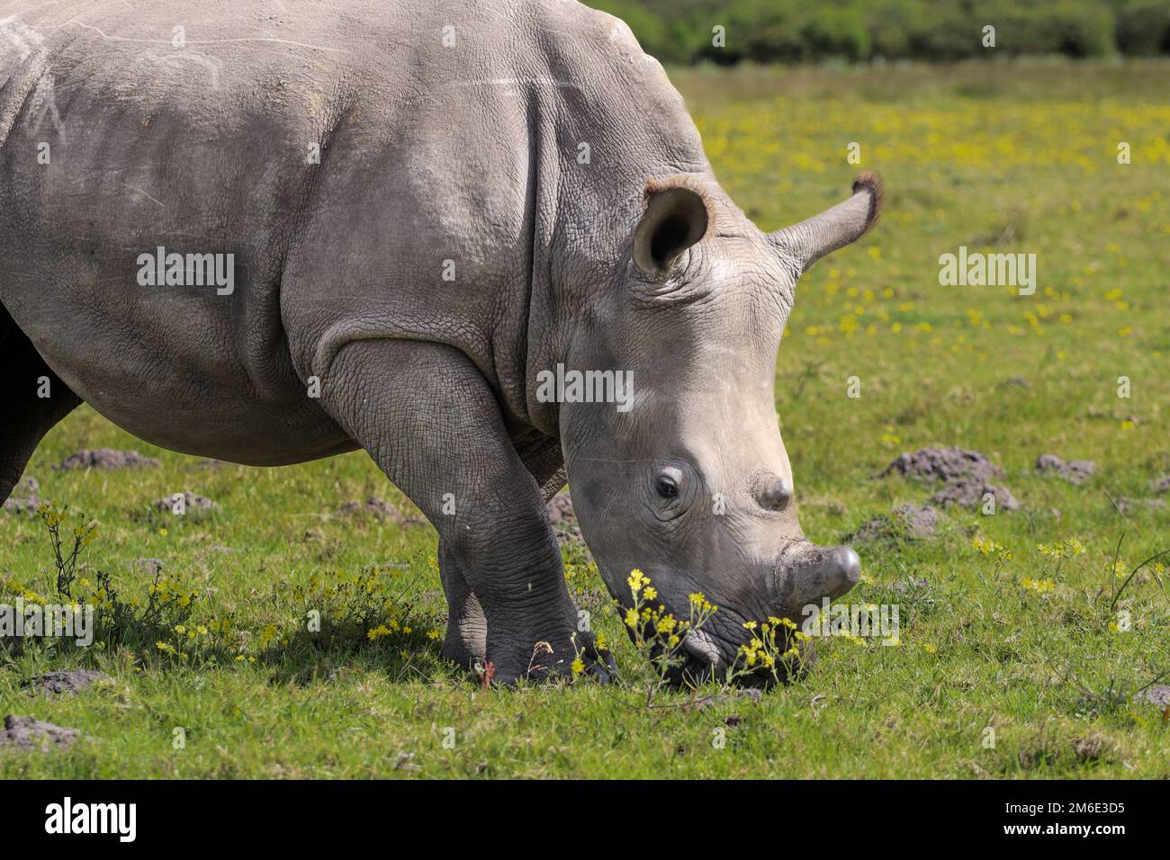 Rhino in african bush Stock Photo - Alamy