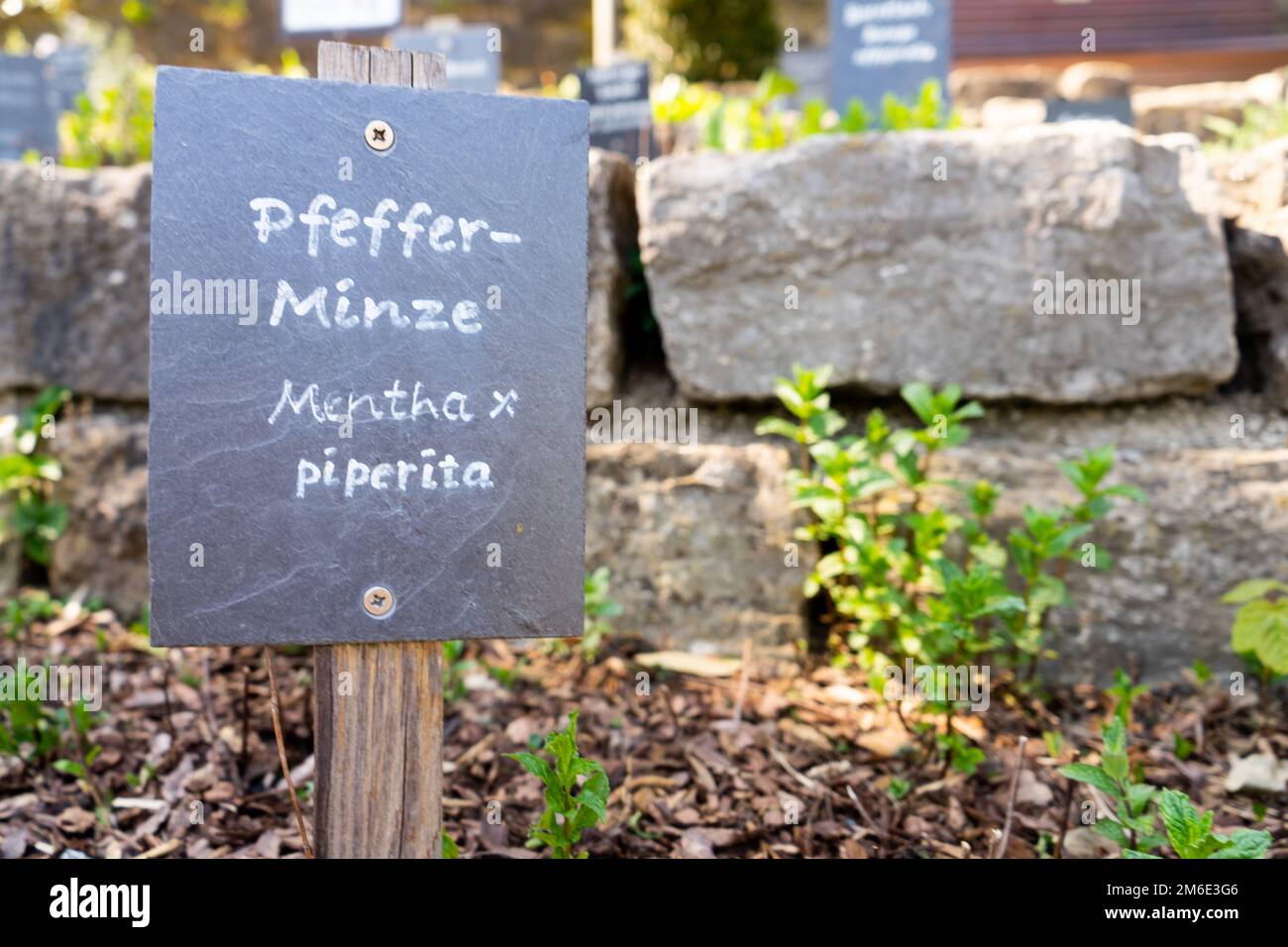 Sign of the planted herb variety peppermint in german language Stock ...