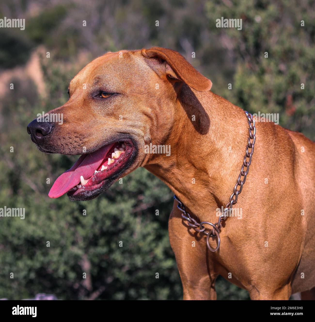 Happy African dog in bush Stock Photo - Alamy