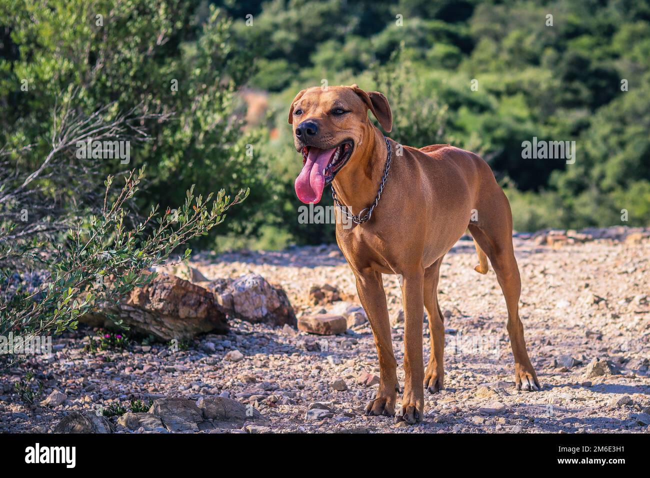 Happy African dog in bush Stock Photo - Alamy