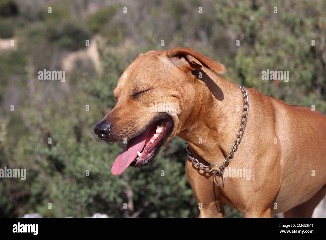 Happy African dog in bush Stock Photo - Alamy