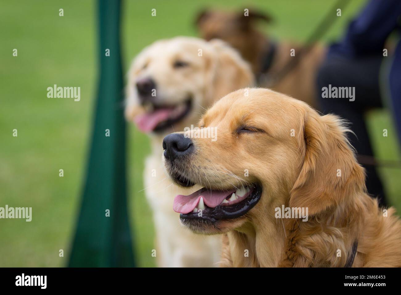 Training retriever hi-res stock photography and images - Alamy