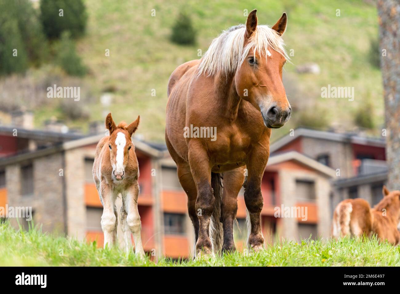 Foals on grass field hi-res stock photography and images - Alamy