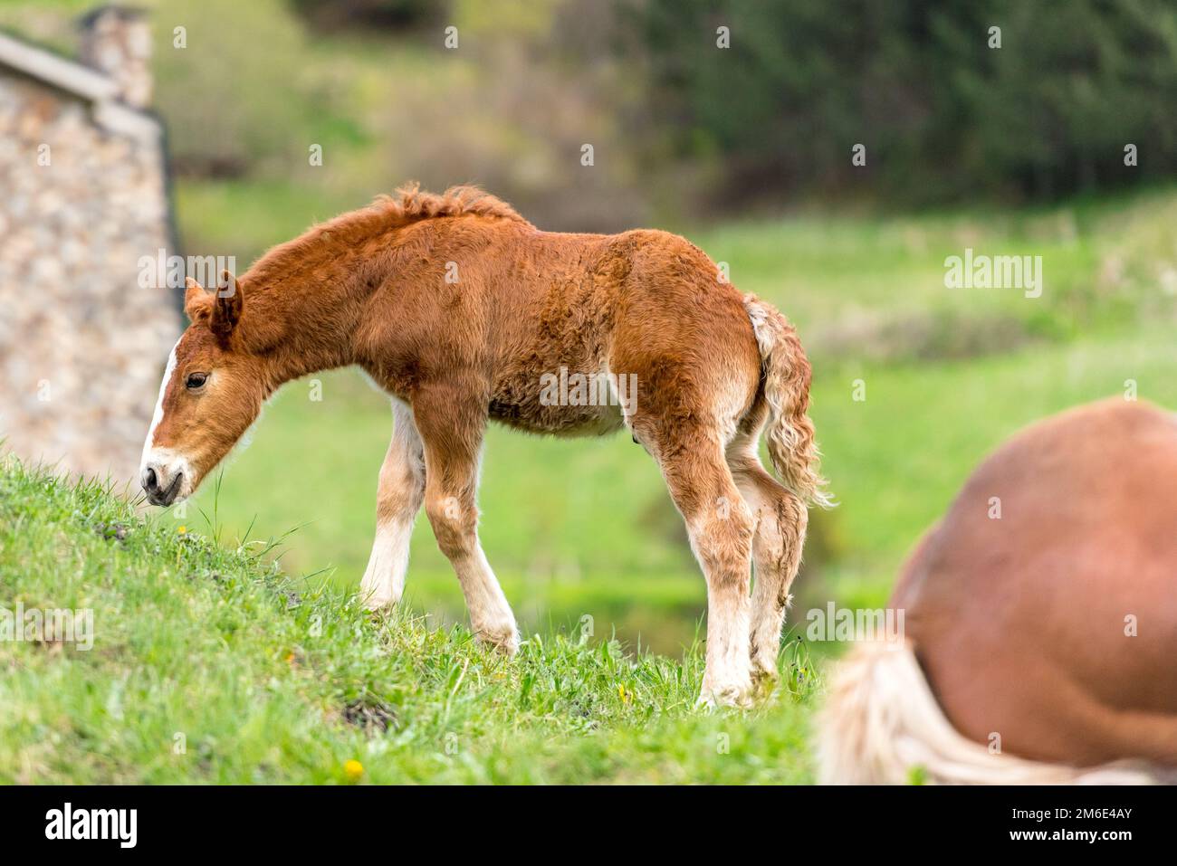 Foals on a summer pasture Stock Photo - Alamy