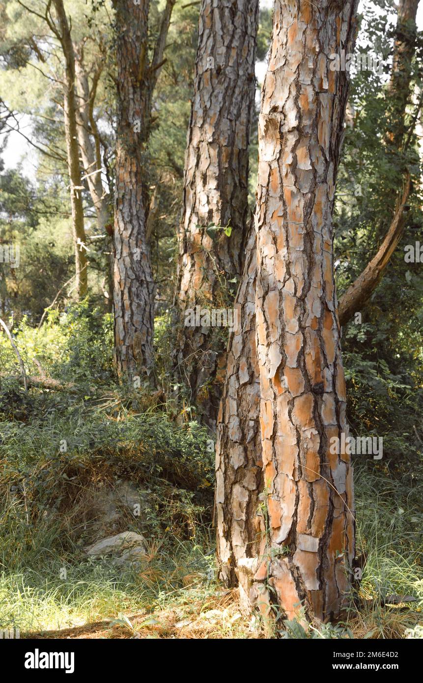 Pine Tree Bark Stock Photo - Alamy