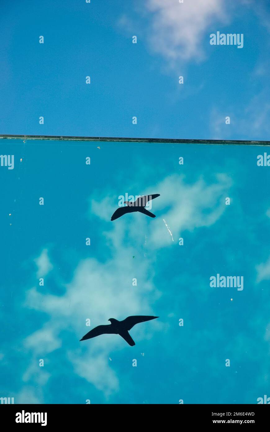 Bird warning stickers hi-res stock photography and images - Alamy