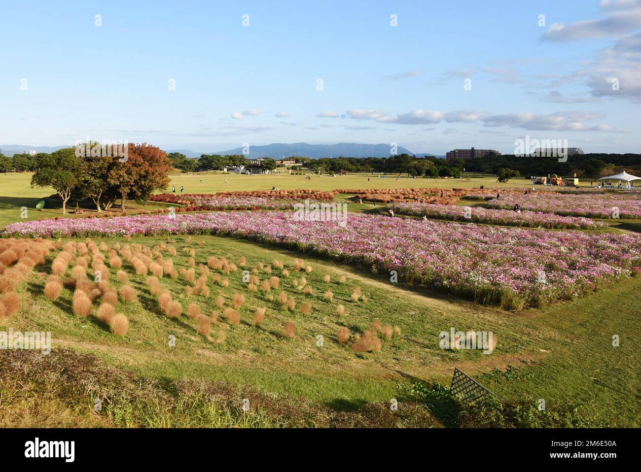 One of Japan's most unique cosmos fields in Fukuoka, colourful pink and ...