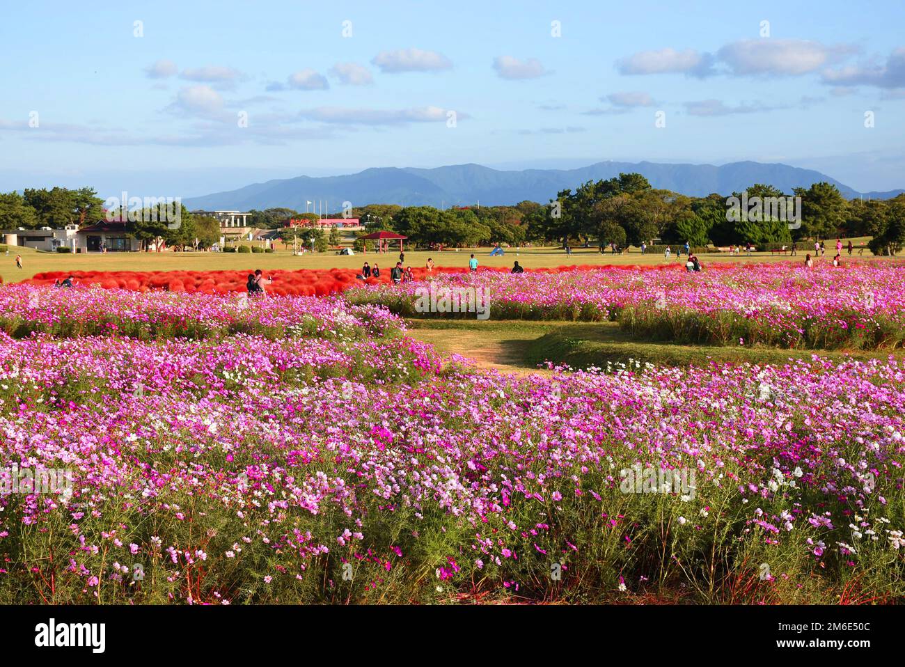 One of Japan's most unique cosmos fields in Fukuoka, colourful pink and ...