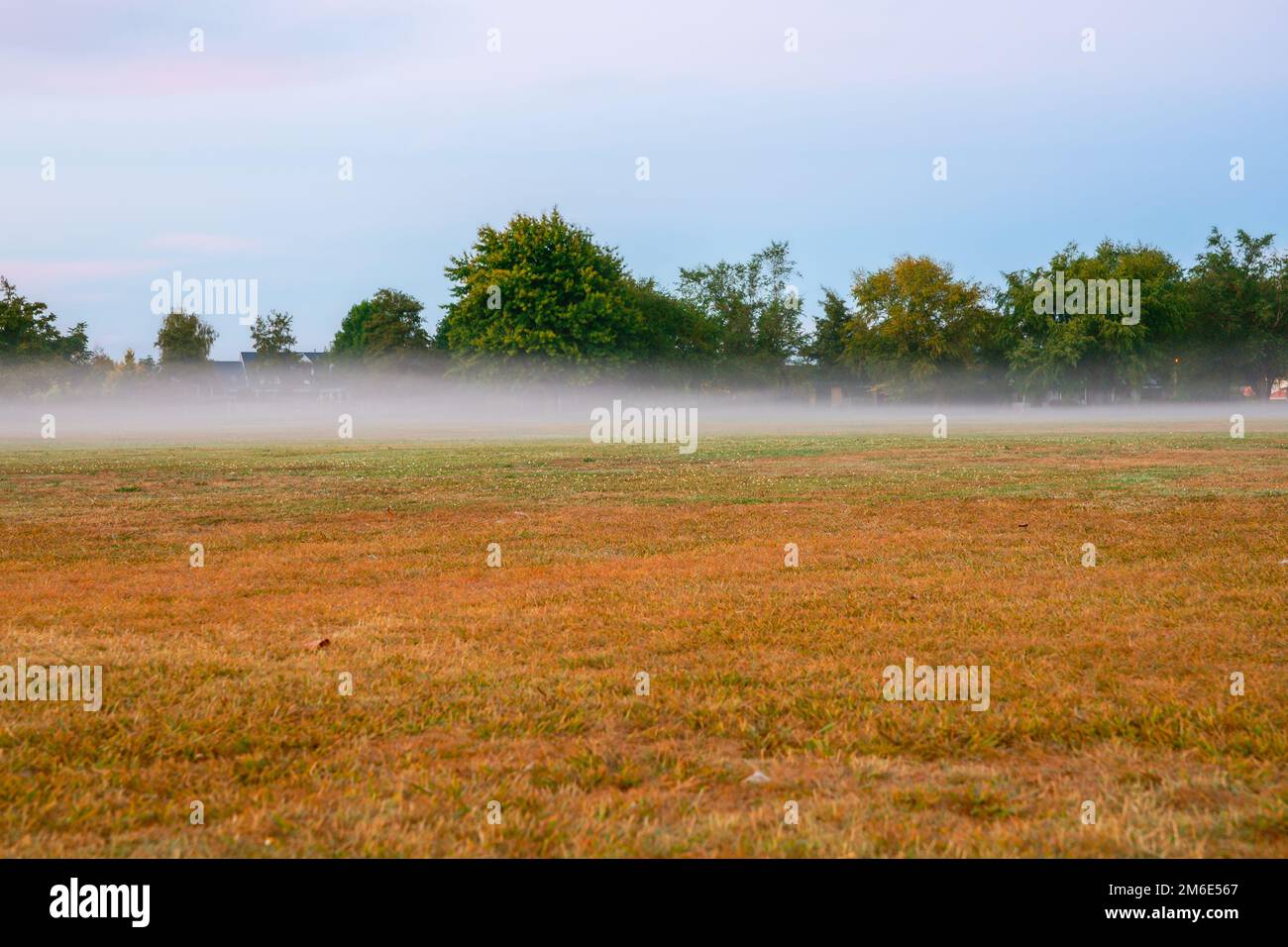 Brown and green grass field at dawn with strip of mist just above ...