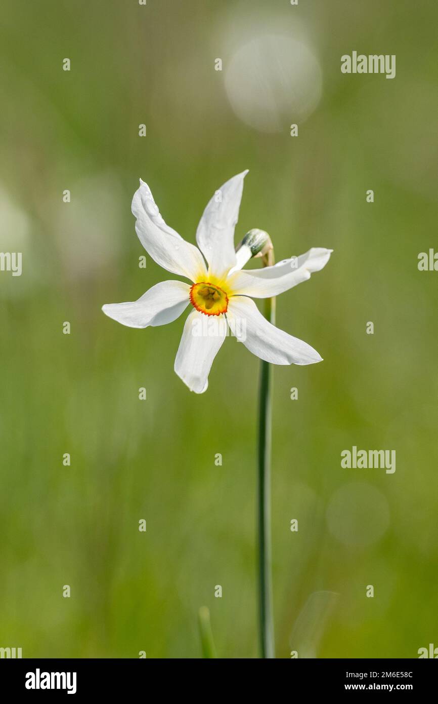 Grandalla. Narcissus poeticusSymbolic flower of Andorra Stock Photo - Alamy