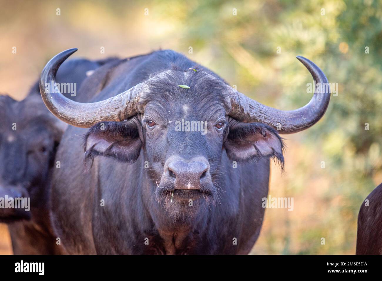 Male buffalo male african buffalo hi-res stock photography and images ...