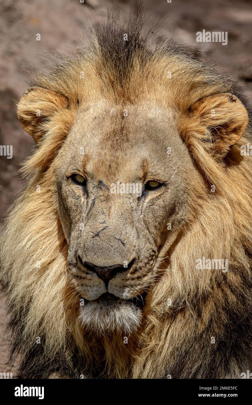 Close up of the face of a big male Lion Stock Photo - Alamy