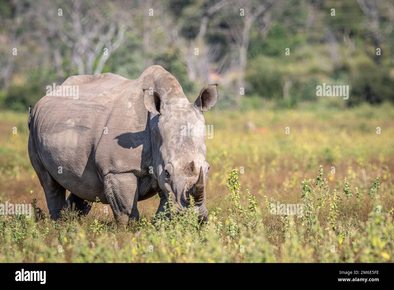 Female White rhino standing in the grass Stock Photo - Alamy