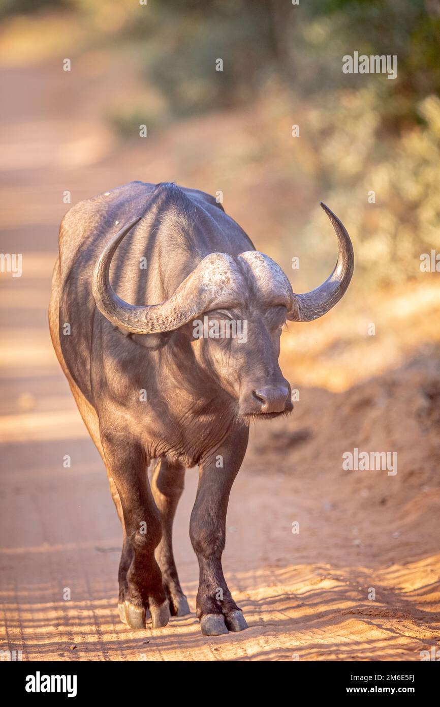 African buffalo walking towards the camera Stock Photo - Alamy