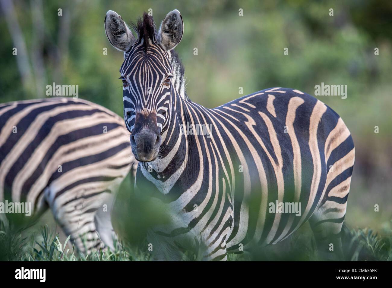Zebra starring at the camera in the bush Stock Photo - Alamy
