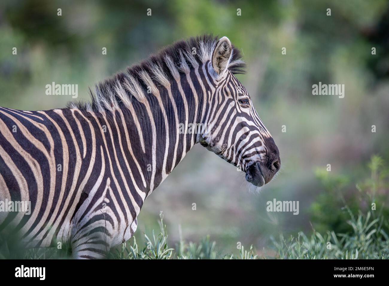 Side profile of a Zebra in the bush Stock Photo - Alamy