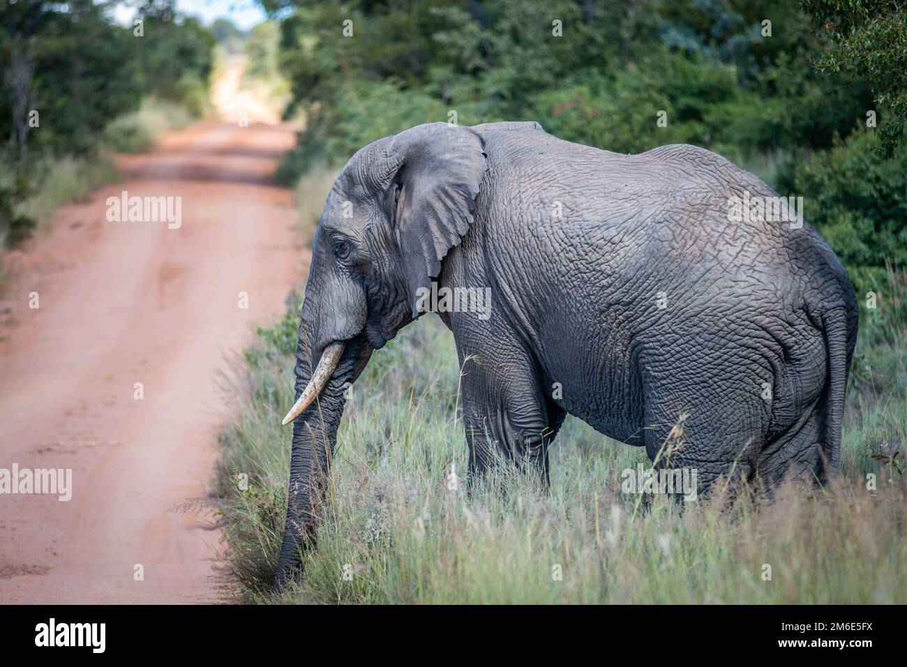 Road elephant hi-res stock photography and images - Alamy