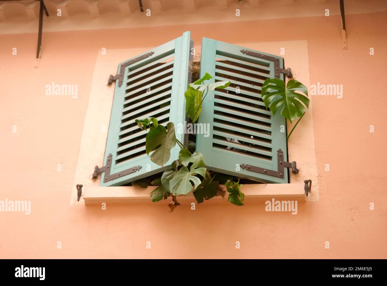 large-leaved plant grows through a window shutter Stock Photo - Alamy