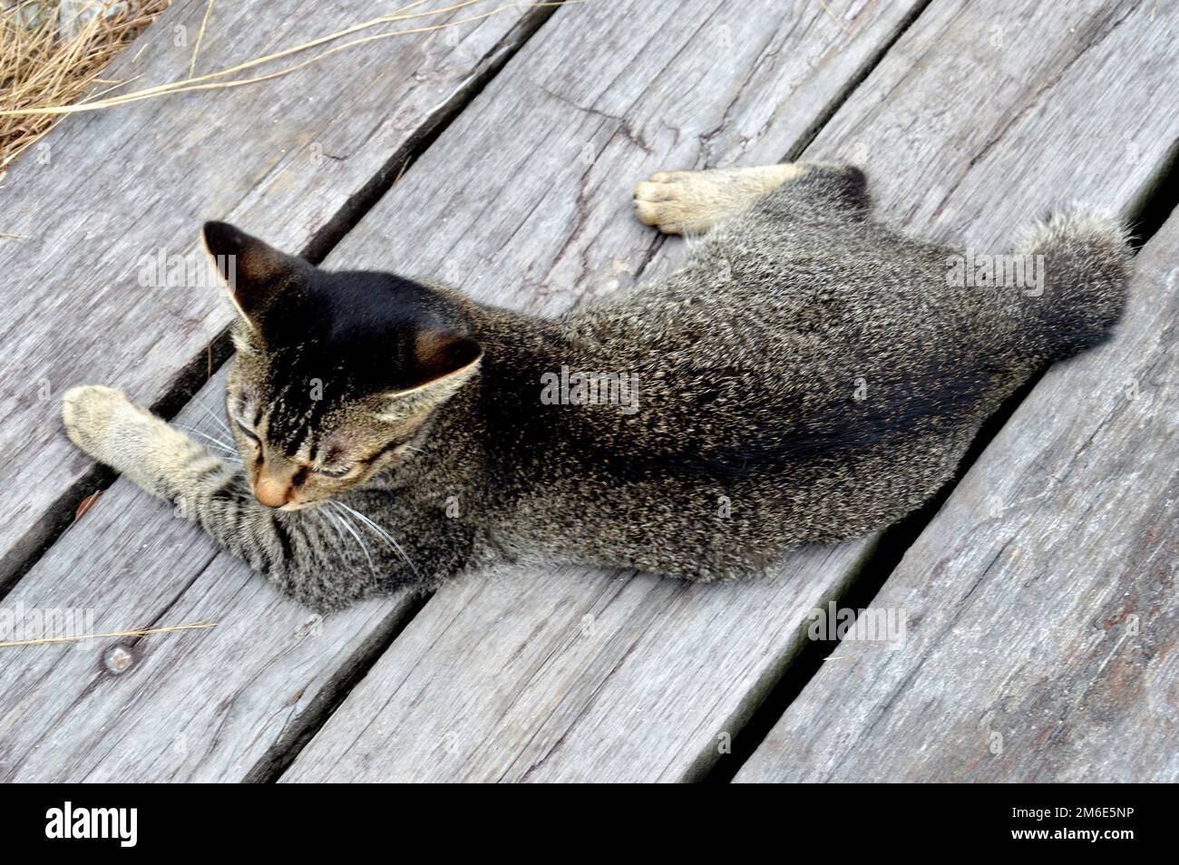 Sweet little cat hi-res stock photography and images - Alamy