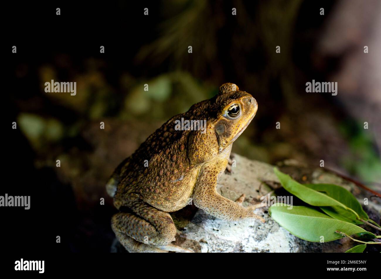 Australian cane toad in profile Stock Photo - Alamy