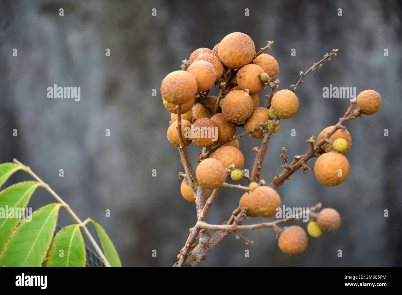 Longan fruit tree hi-res stock photography and images - Alamy