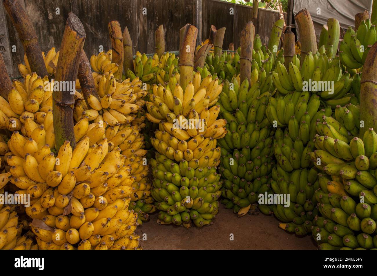 Fresh banana bunches after harvesting Stock Photo - Alamy