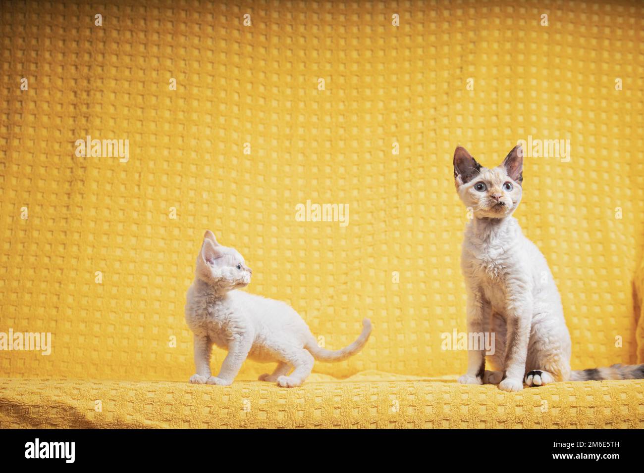 Two Funny Young White Devon Rex Kittens Kittys Cats. Short-haired Cat ...