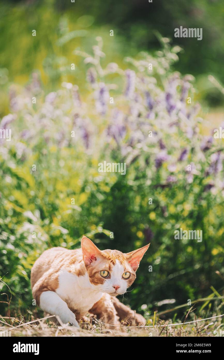 Pet cat in english flower hi-res stock photography and images - Alamy