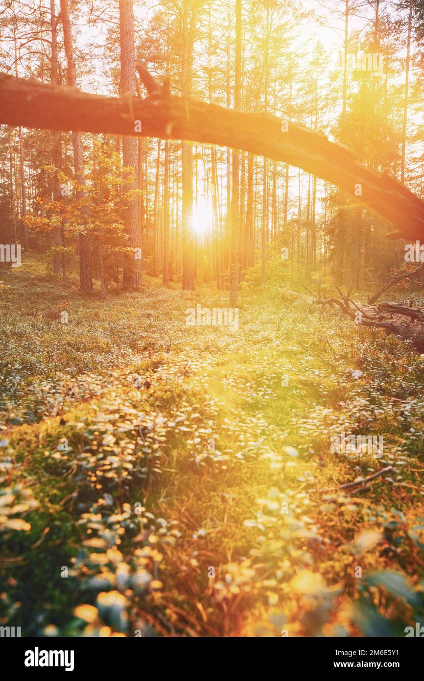 Fallen wood beams hi-res stock photography and images - Alamy