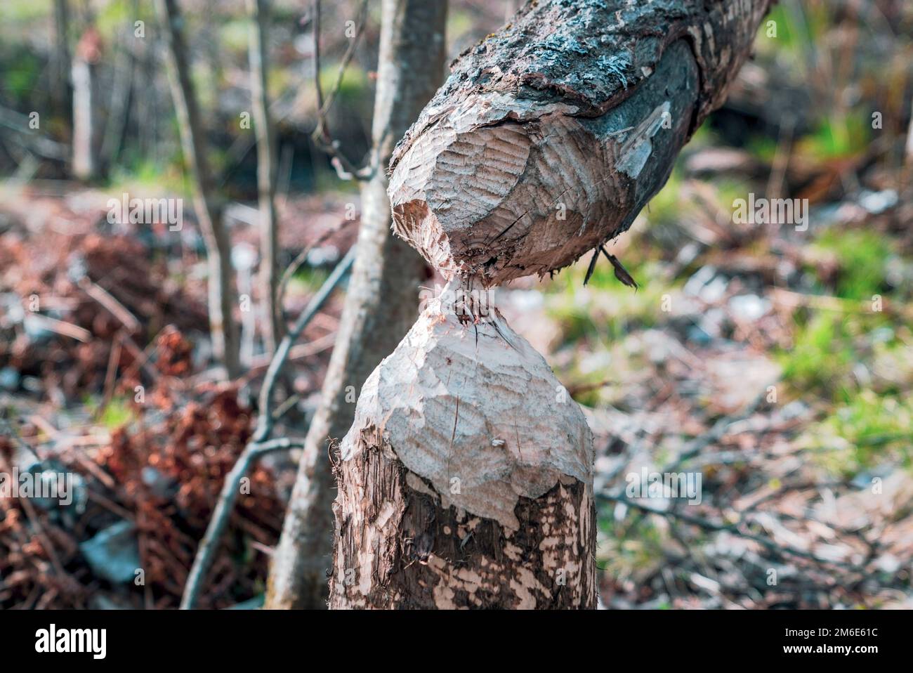 A tree gnawed by beavers fell in the spring Stock Photo - Alamy