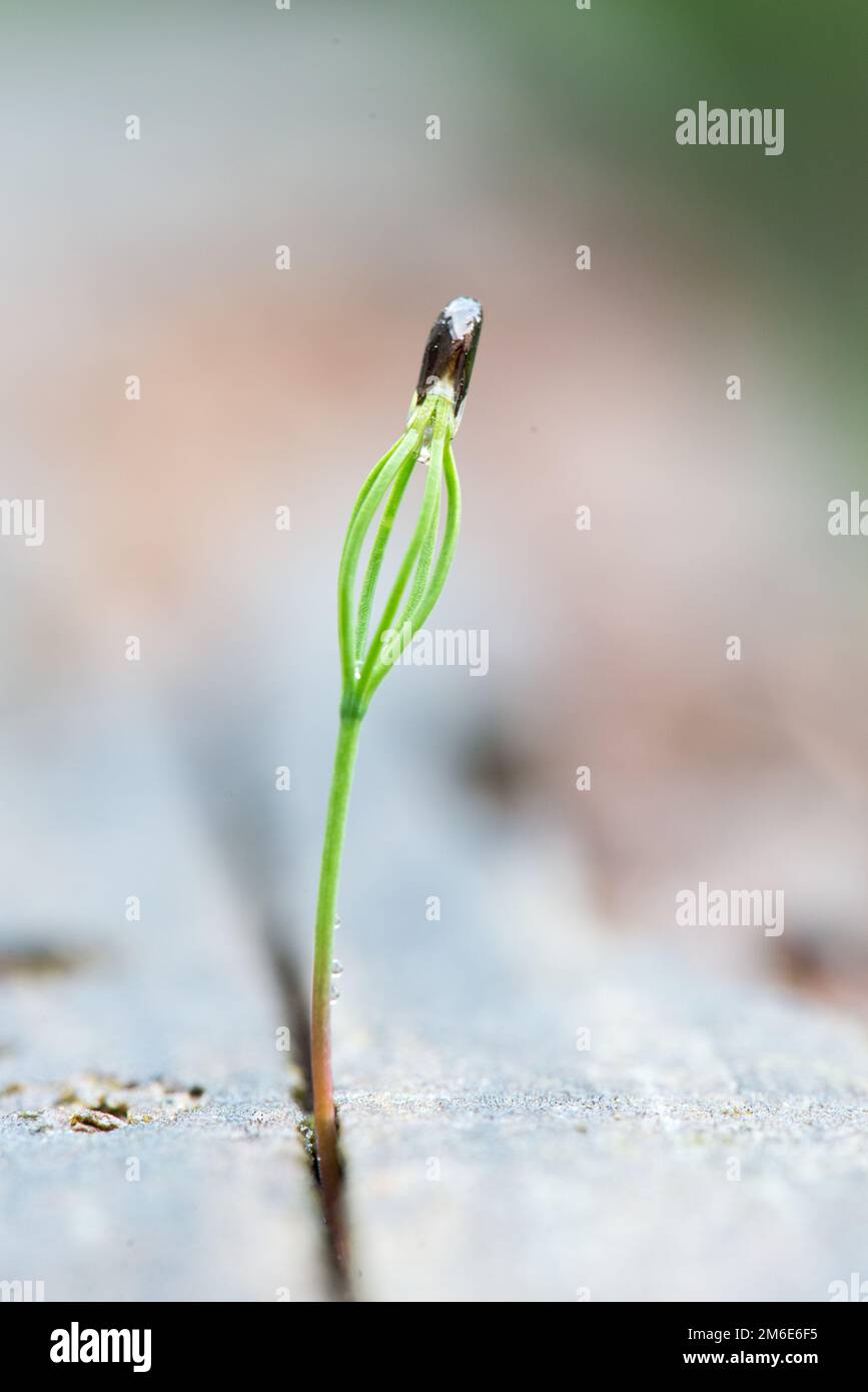 Little tiny green grass growing out of a tree stump in a spring. New ...
