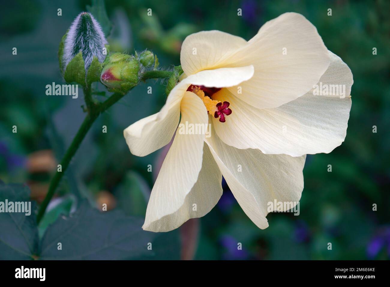 Closeup image of Aibika flower Stock Photo - Alamy