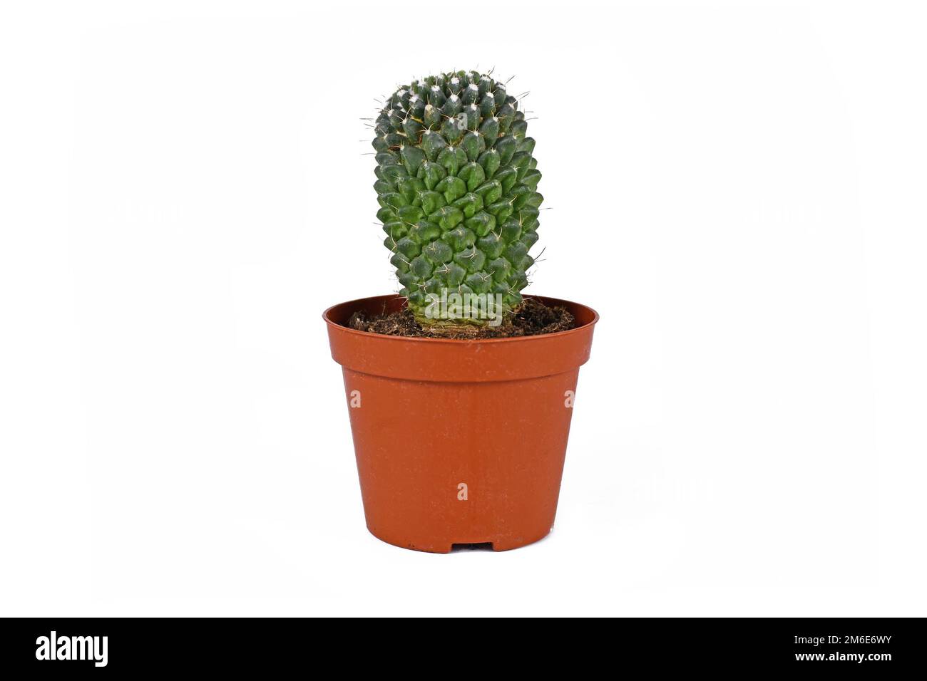 Small potted 'Mammillaria Pringlei' lemon ball cactus on white ...