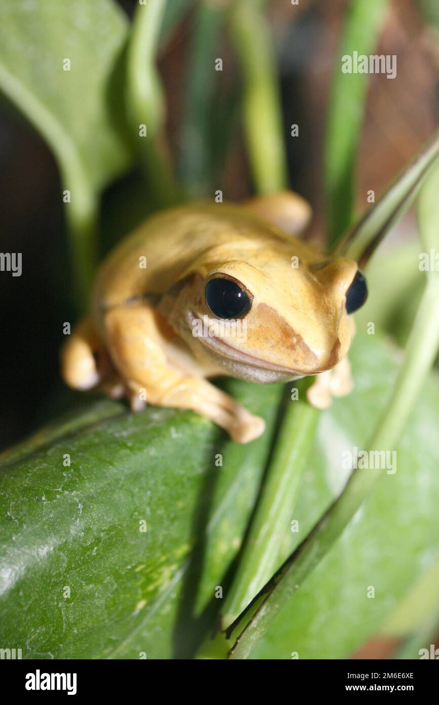 Small frog hi-res stock photography and images - Alamy