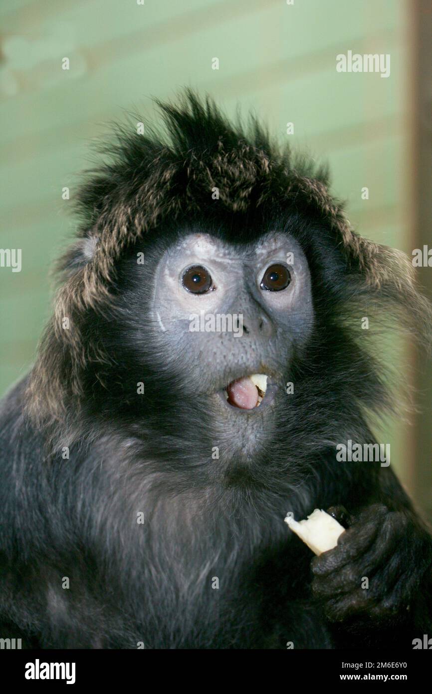 Lutung (Trachypithecus Stock Photo - Alamy
